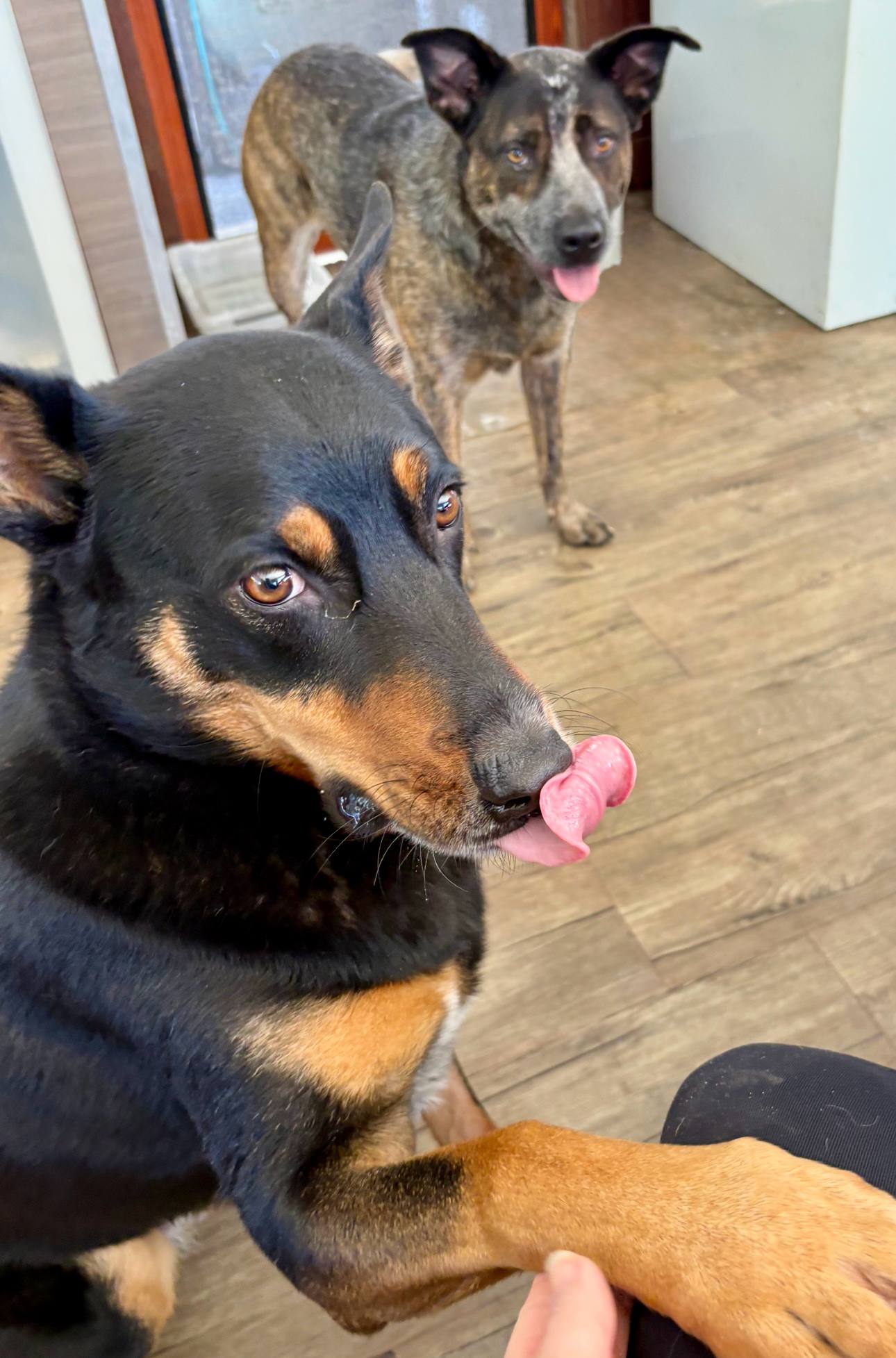 Lyka Pet Food Review: How Lyka Made Me Rethink What I Feed My Dogs ...